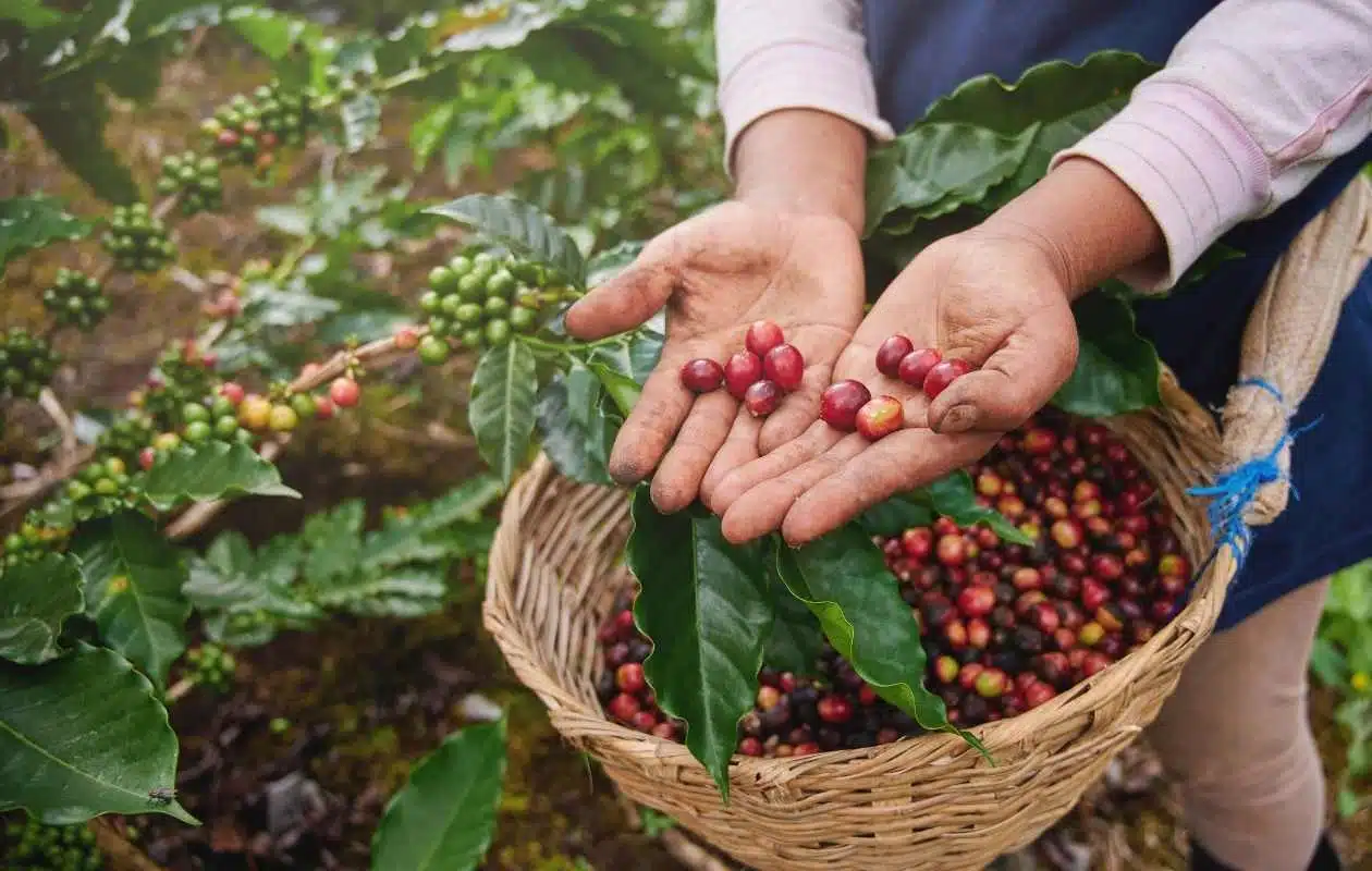 Todo lo que debes saber sobre el café catuaí